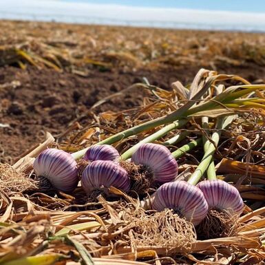 ALIMEMPRO - ALHO ROXO NOBRE DO BRASIL | B2Brazil