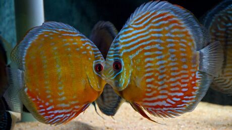 Santarém Discus - Wild Discus Grade AAA - Top Quality Red Cuipeua ...